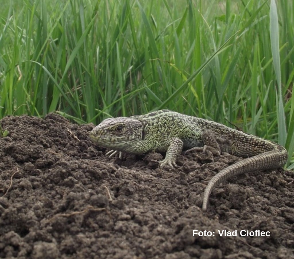 Gușterul • Societatea Ornitologică Romană