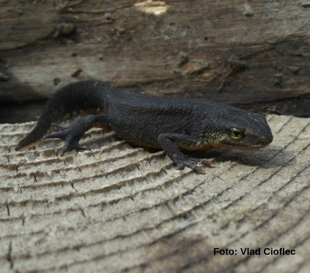 Tritonul carpatic • Societatea Ornitologică Romană