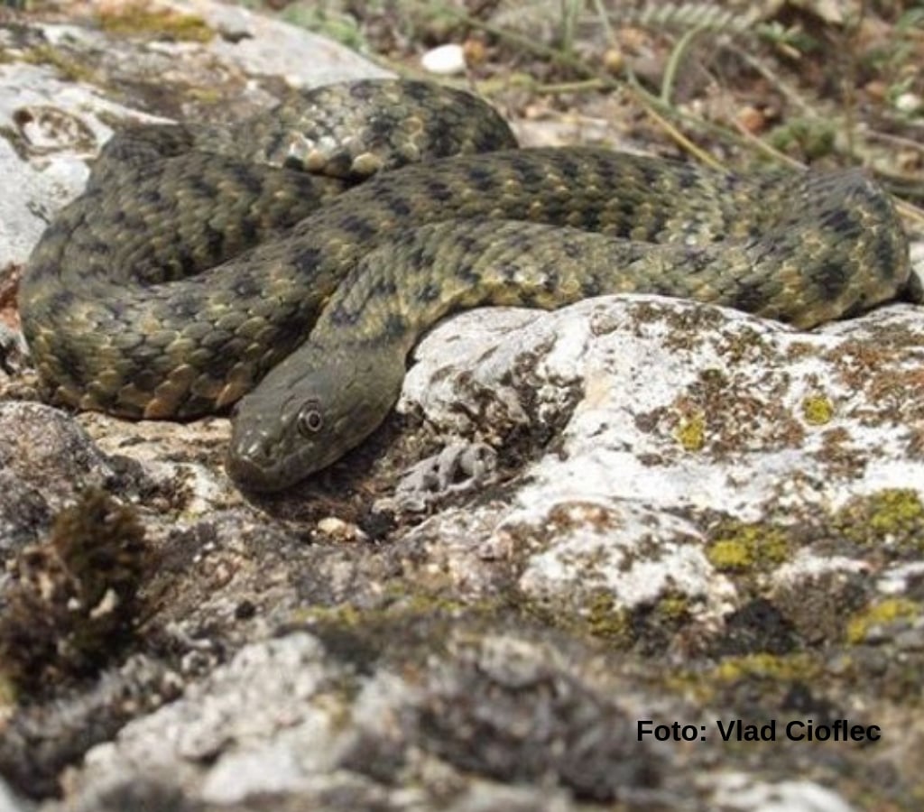 Șarpele de apă • Societatea Ornitologică Romană