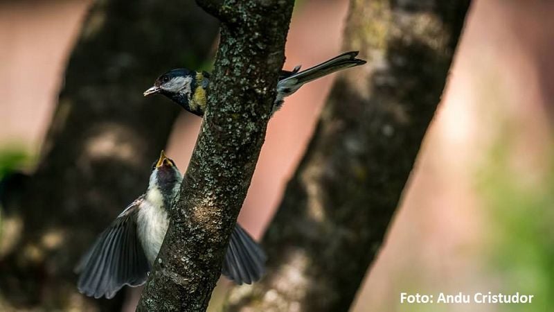 Cum salvezi un pui de pasare • Societatea Ornitologică Romană