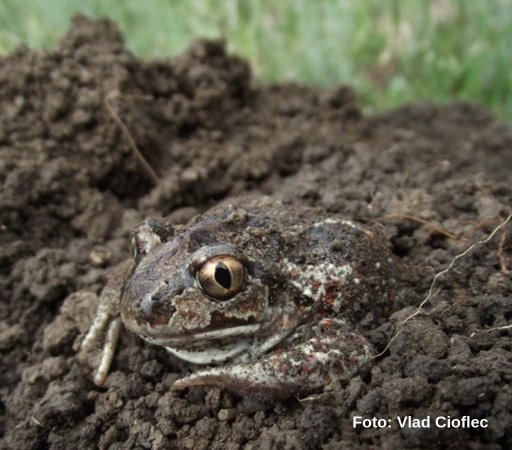 Broasca de pământ brună • Societatea Ornitologică Romană