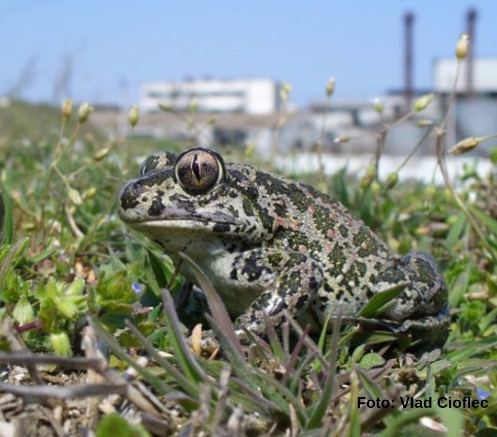 Broasca de pământ verde • Societatea Ornitologică Romană