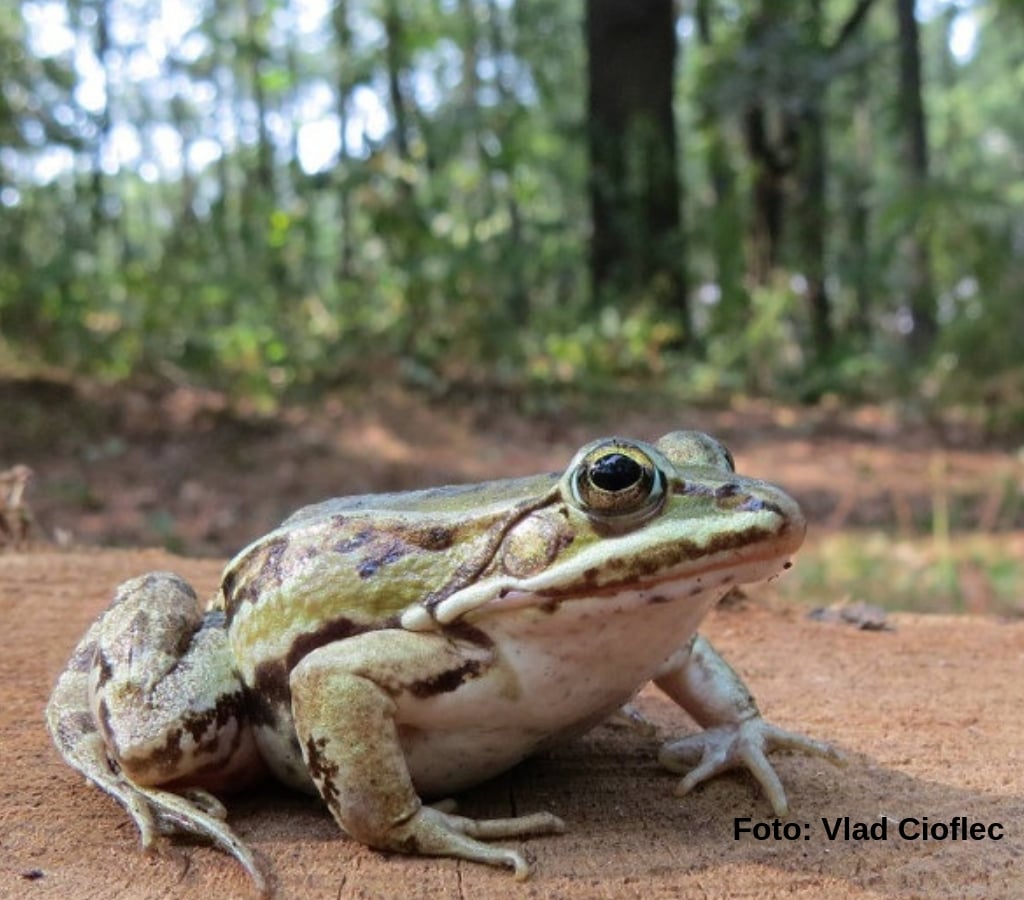 Broasca mică verde • Societatea Ornitologică Romană