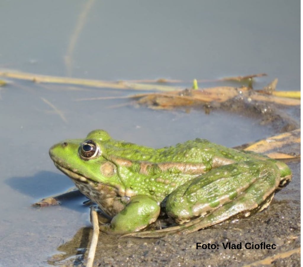 Broasca mare de lac • Societatea Ornitologică Romană