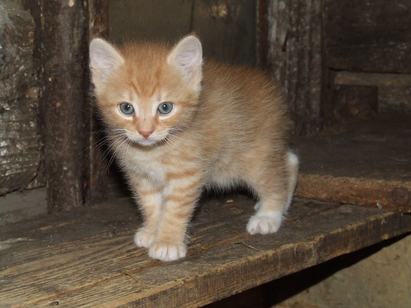 8 august, Ziua Internațională a Pisicii • Societatea Ornitologică Romană