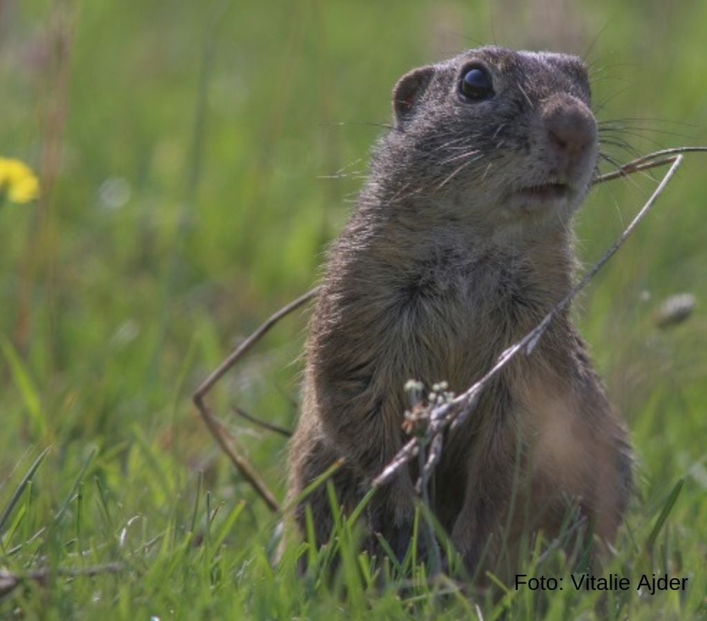 Premiera de la Fălticeni. Popândăii • Societatea Ornitologică Romană