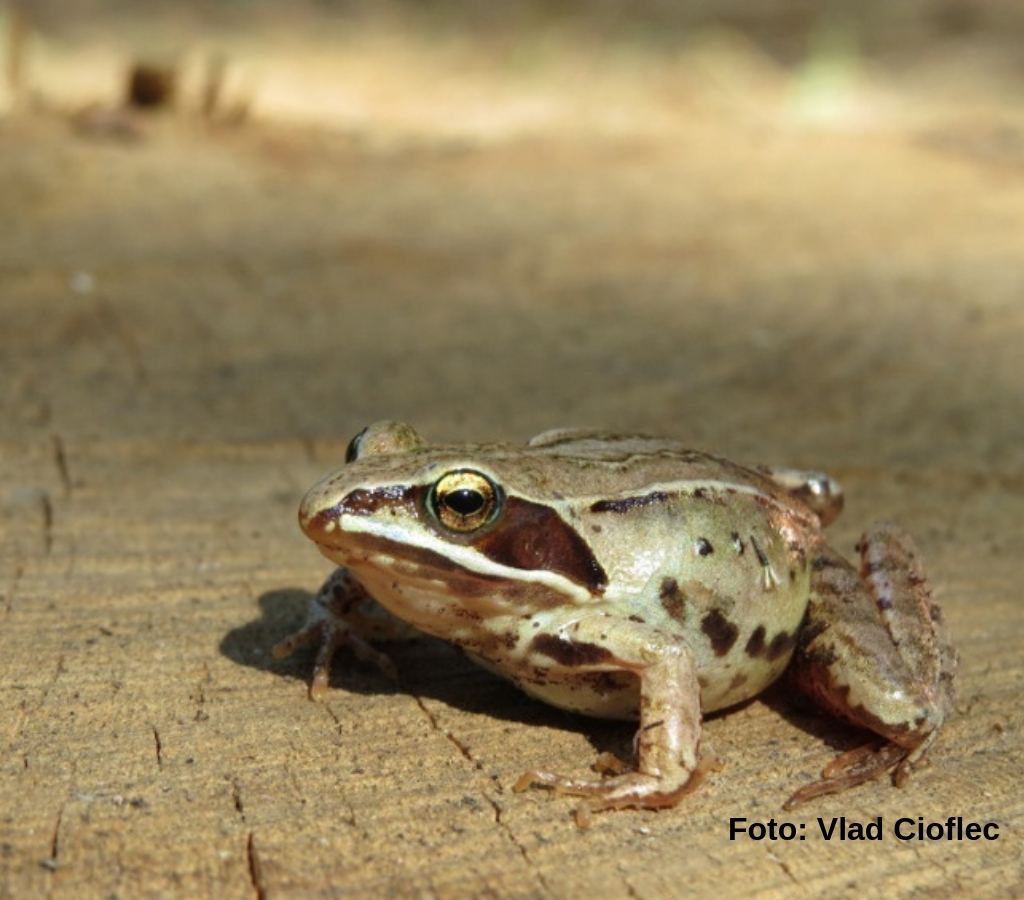 Broasca de mlaștină • Societatea Ornitologică Romană