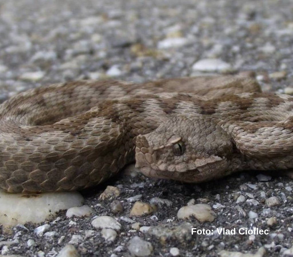 Vipera cu corn • Societatea Ornitologică Romană