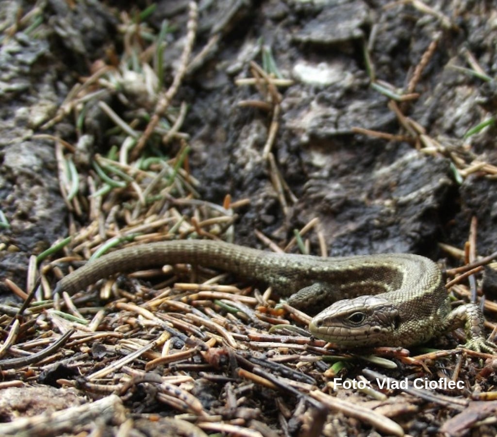 Șopârla de munte • Societatea Ornitologică Romană