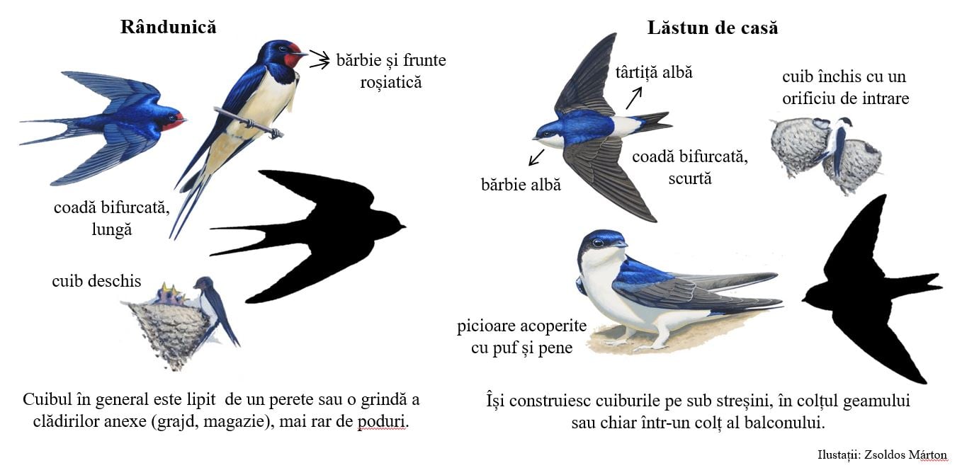 Nu orice rândunică e rândunică • Societatea Ornitologică Romană