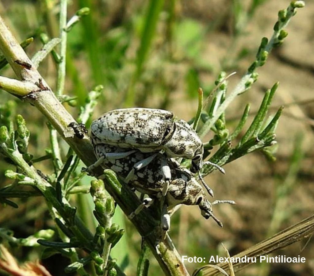 Gărgăriță regăsită după 100 de ani în fauna României • Societatea ...