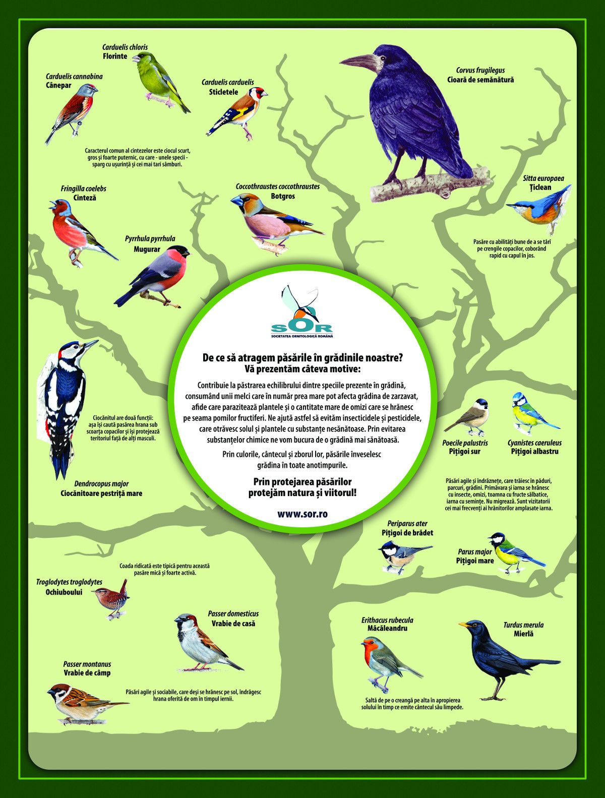 Păsări • Societatea Ornitologică Romană