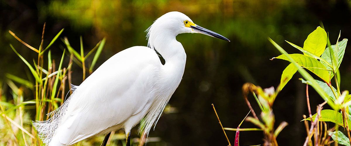 Societatea Ornitologică Română
