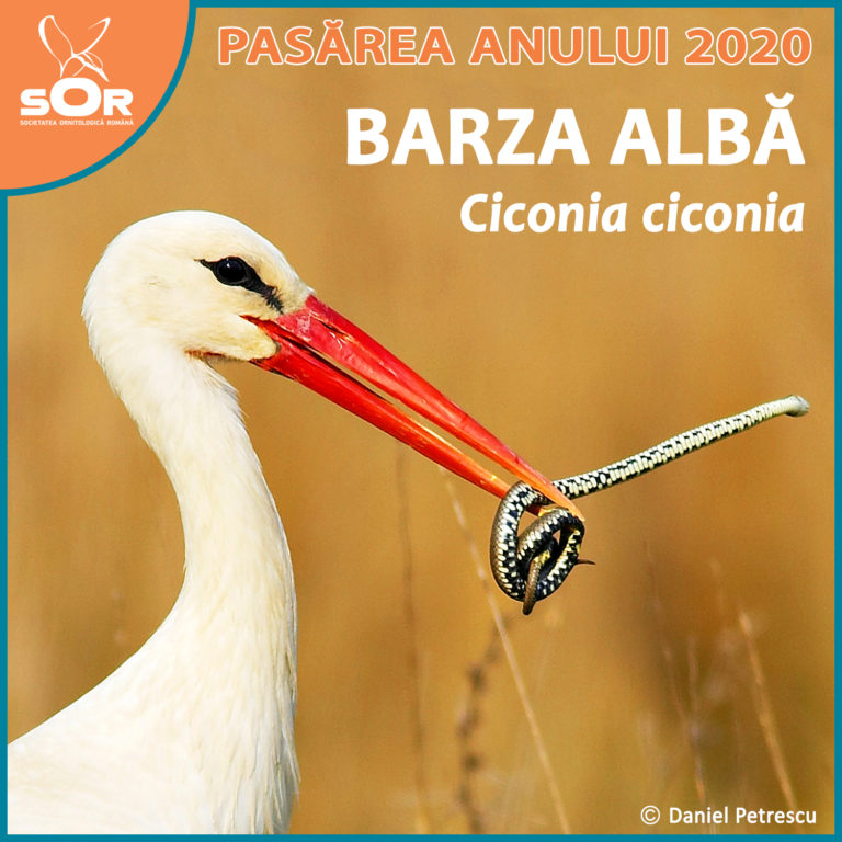 Rândunica, Pasărea Anului 2020