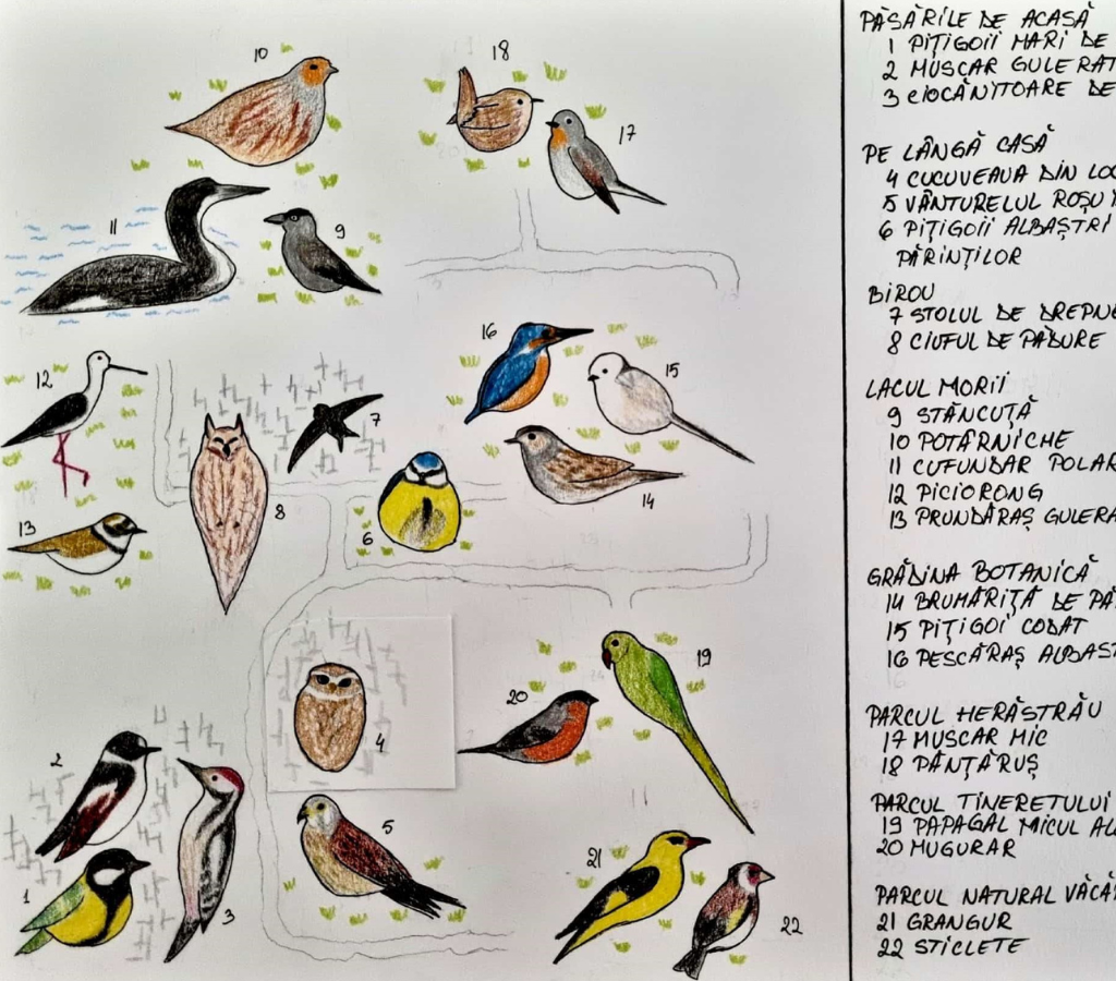 Iubire și grijă pentru păsări • Societatea Ornitologică Romană