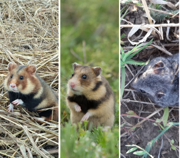 Trei specii de hârciogi în fauna României, toate trei amenințate cu ...