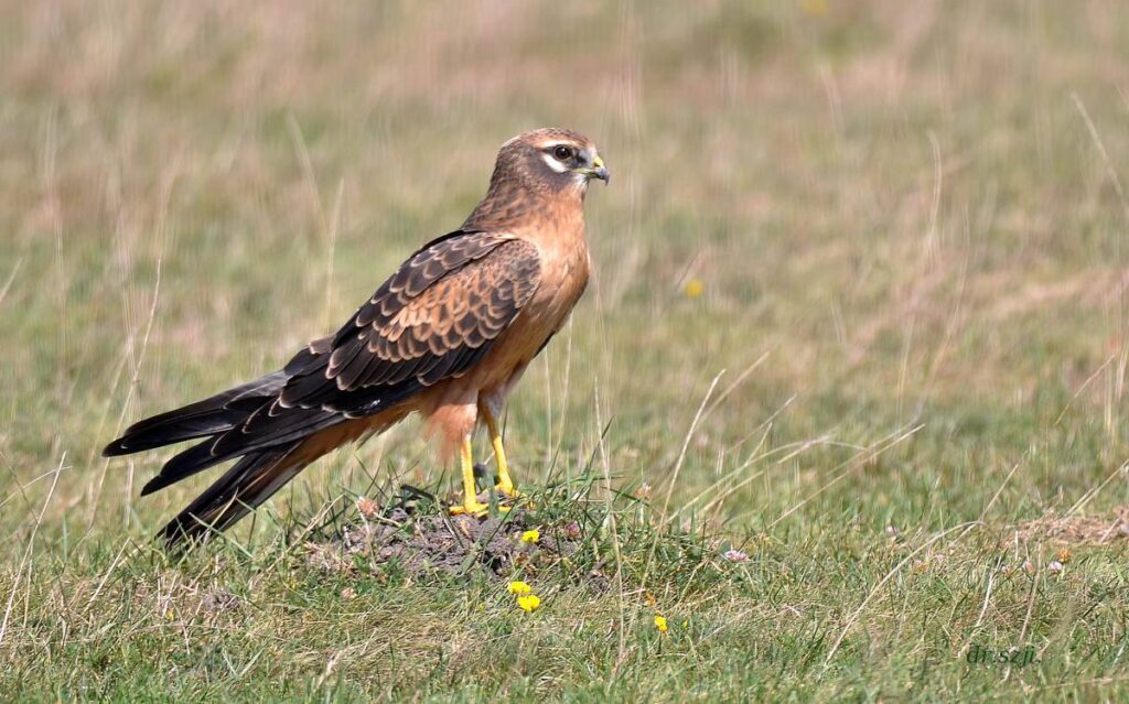 Păsările lunii noiembrie - ereții