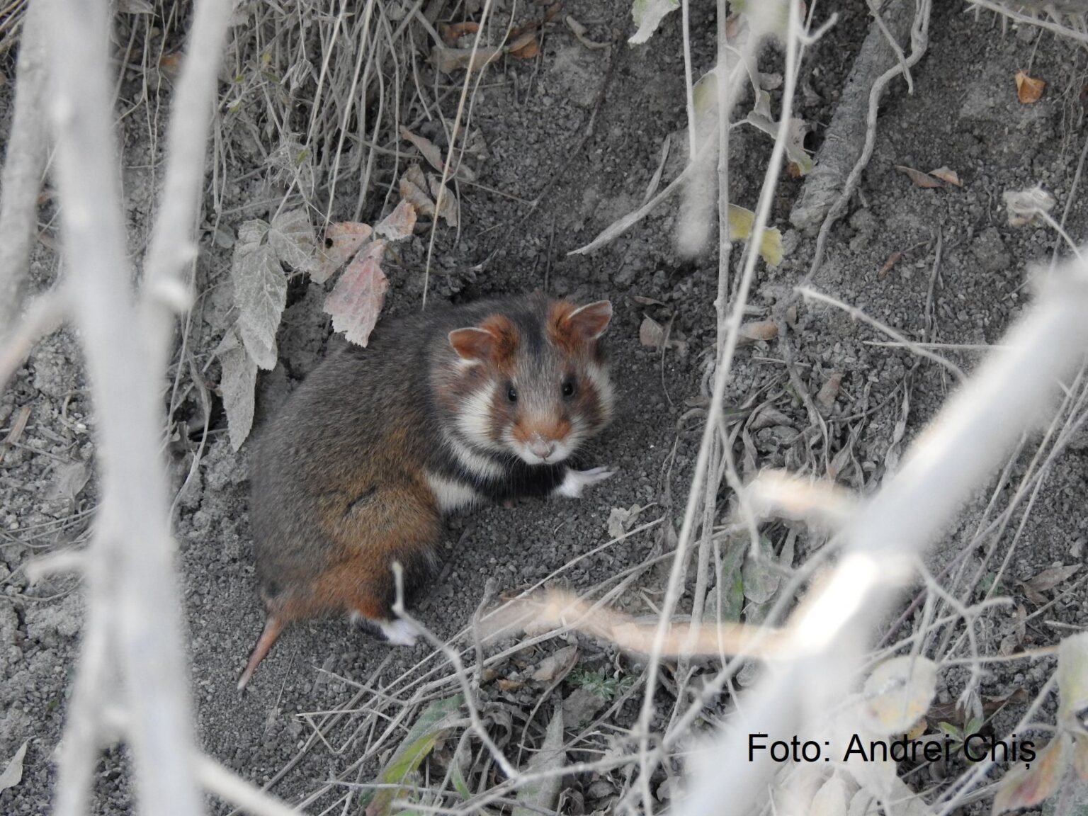 Trei specii de hârciogi în fauna României, toate trei amenințate cu ...