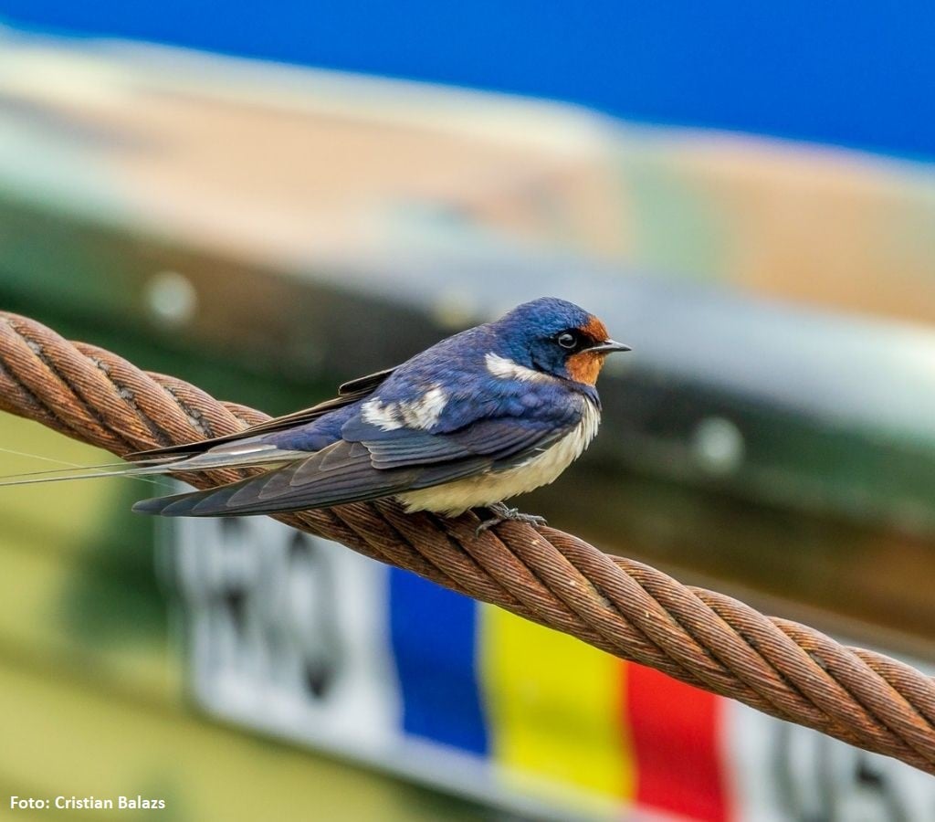 Rândunica la ea acasă, iarna • Societatea Ornitologică Romană