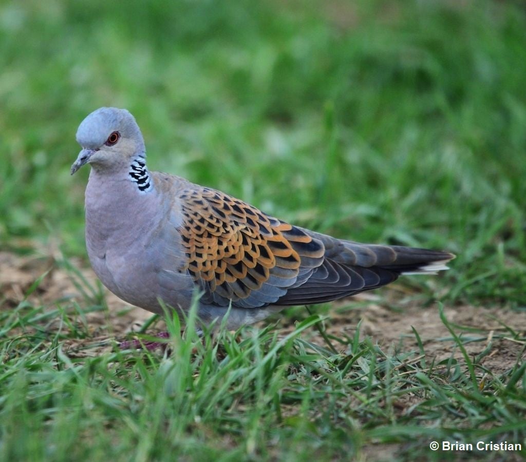 III. Turturica – la un pas de a rămâne doar simbol • Societatea ...