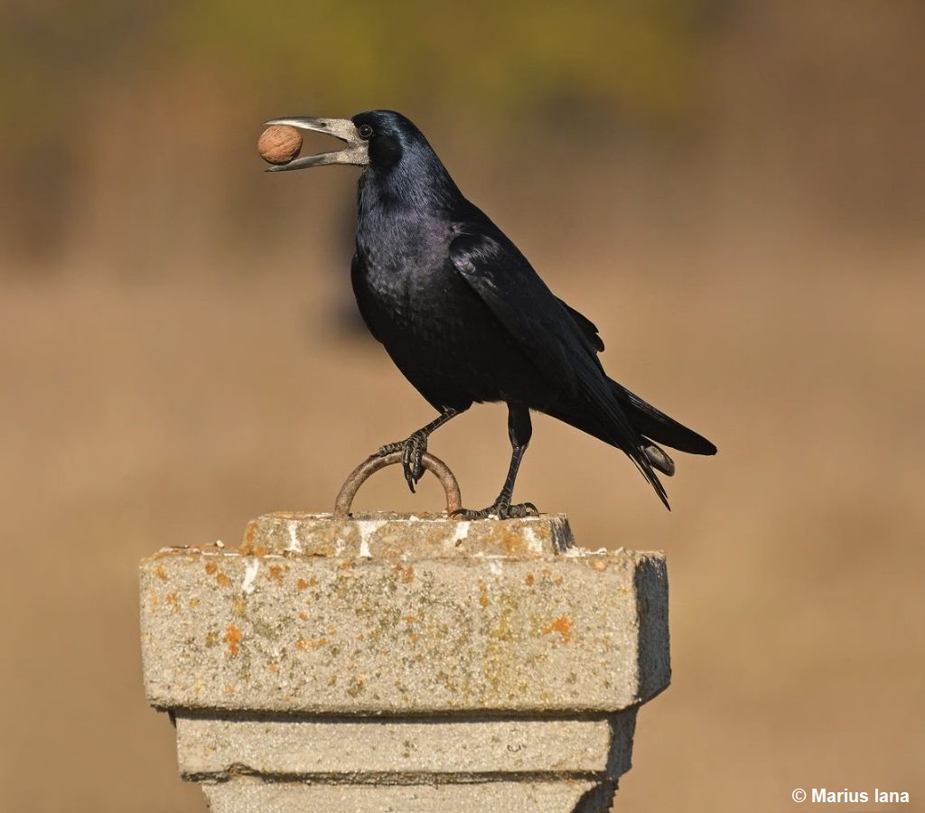 Păsările lunii noiembrie - Ciorile • Societatea Ornitologică Romană