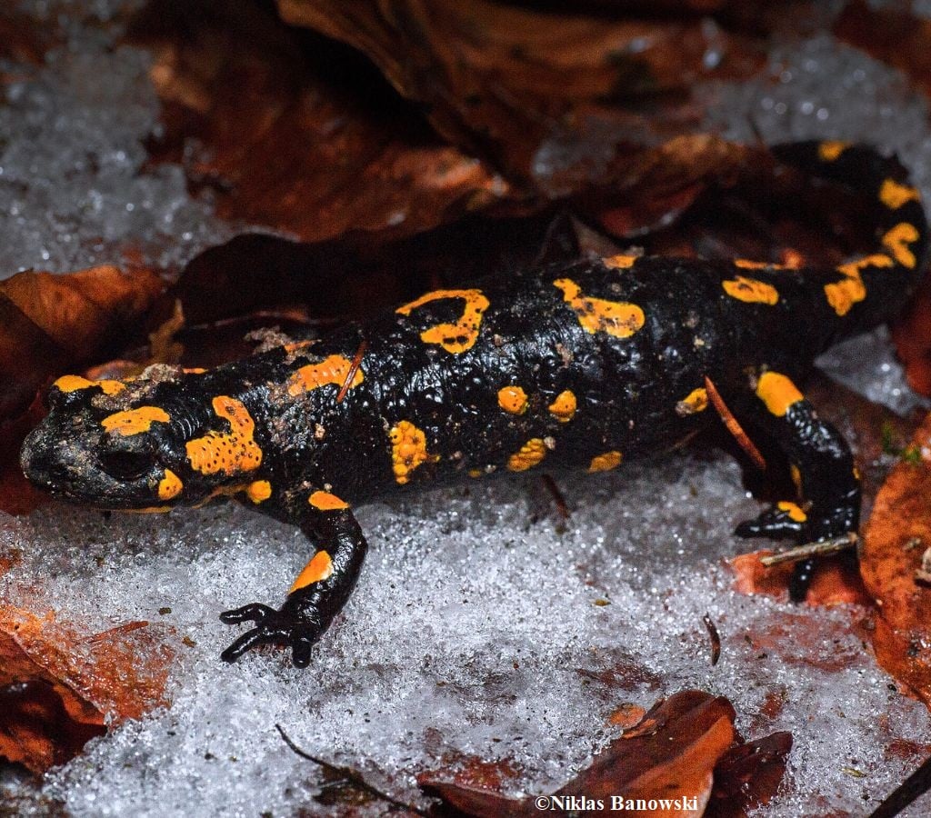 Dar amfibienii și reptilele unde petrec iarna? • Societatea ...