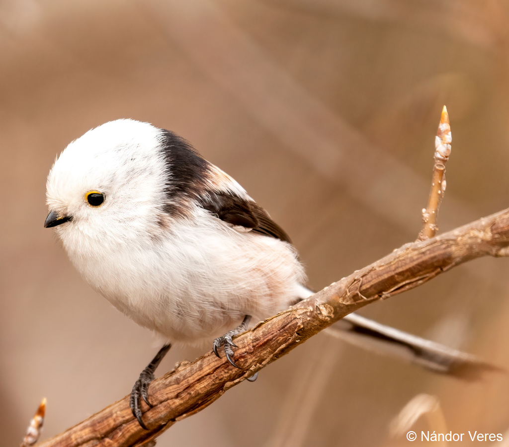 Pițigoiul codat, mica bijuterie cu aripi • Societatea Ornitologică Romană