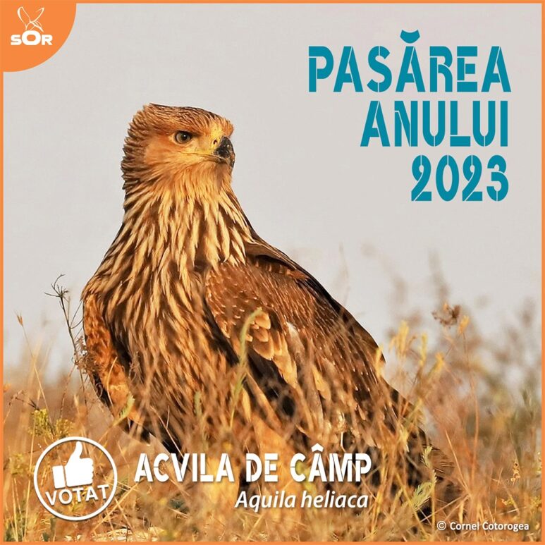 Acvila de câmp, pasărea anului 2023 • Societatea Ornitologică Romană