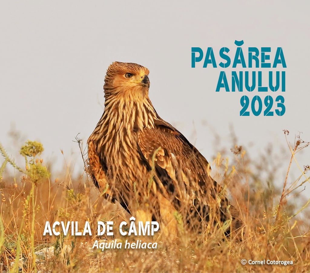 Acvila de câmp, pasărea anului 2023 • Societatea Ornitologică Romană