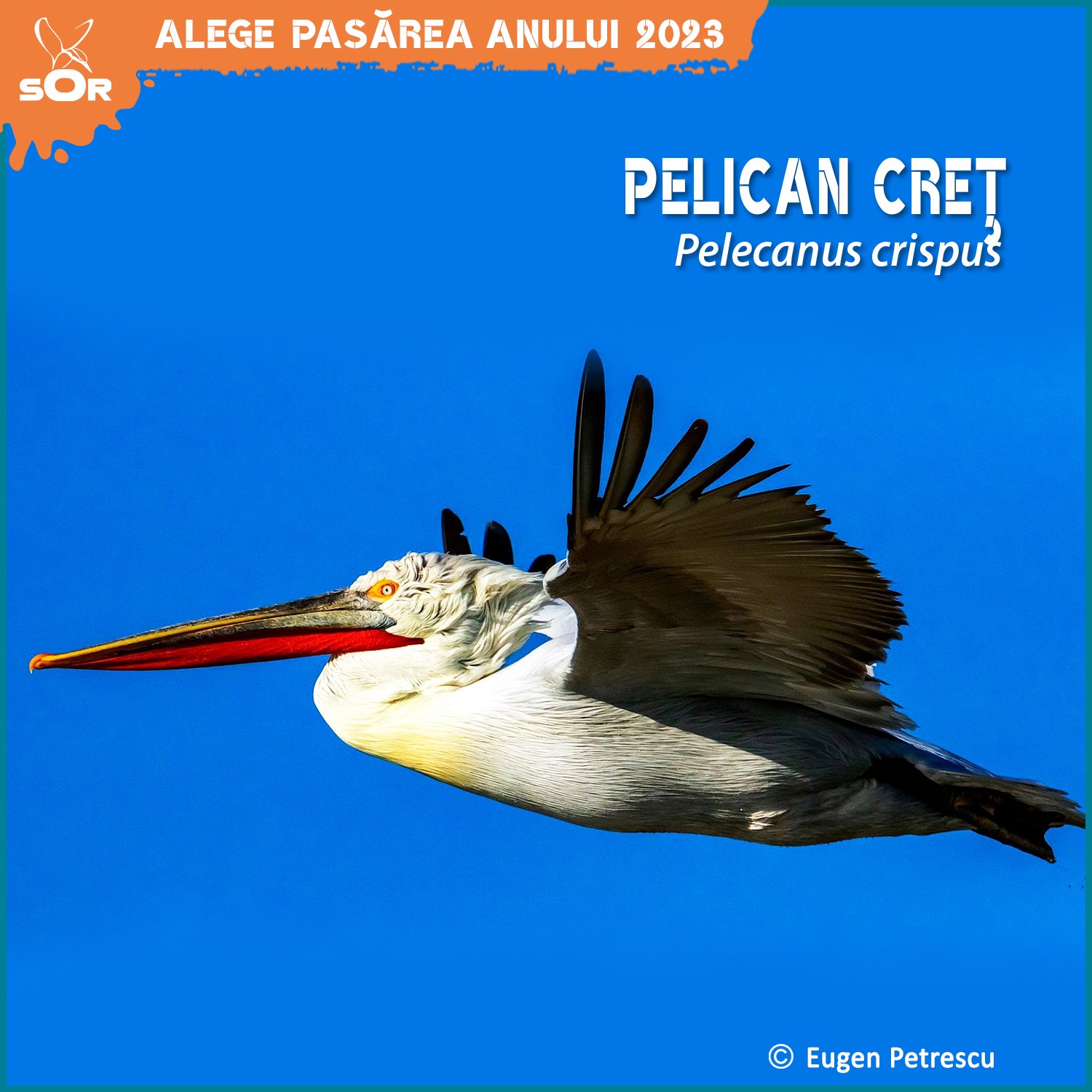 Acvila de câmp, pasărea anului 2023 • Societatea Ornitologică Romană