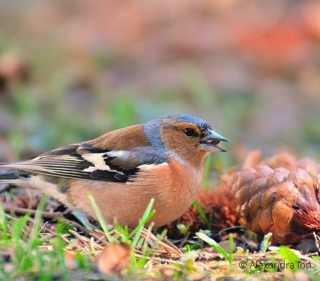 Coniferele • Societatea Ornitologică Romană