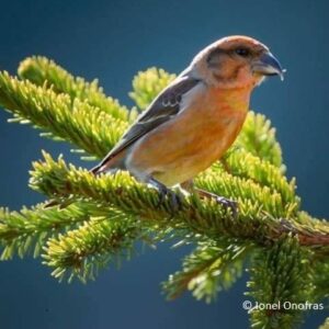 Coniferele • Societatea Ornitologică Romană