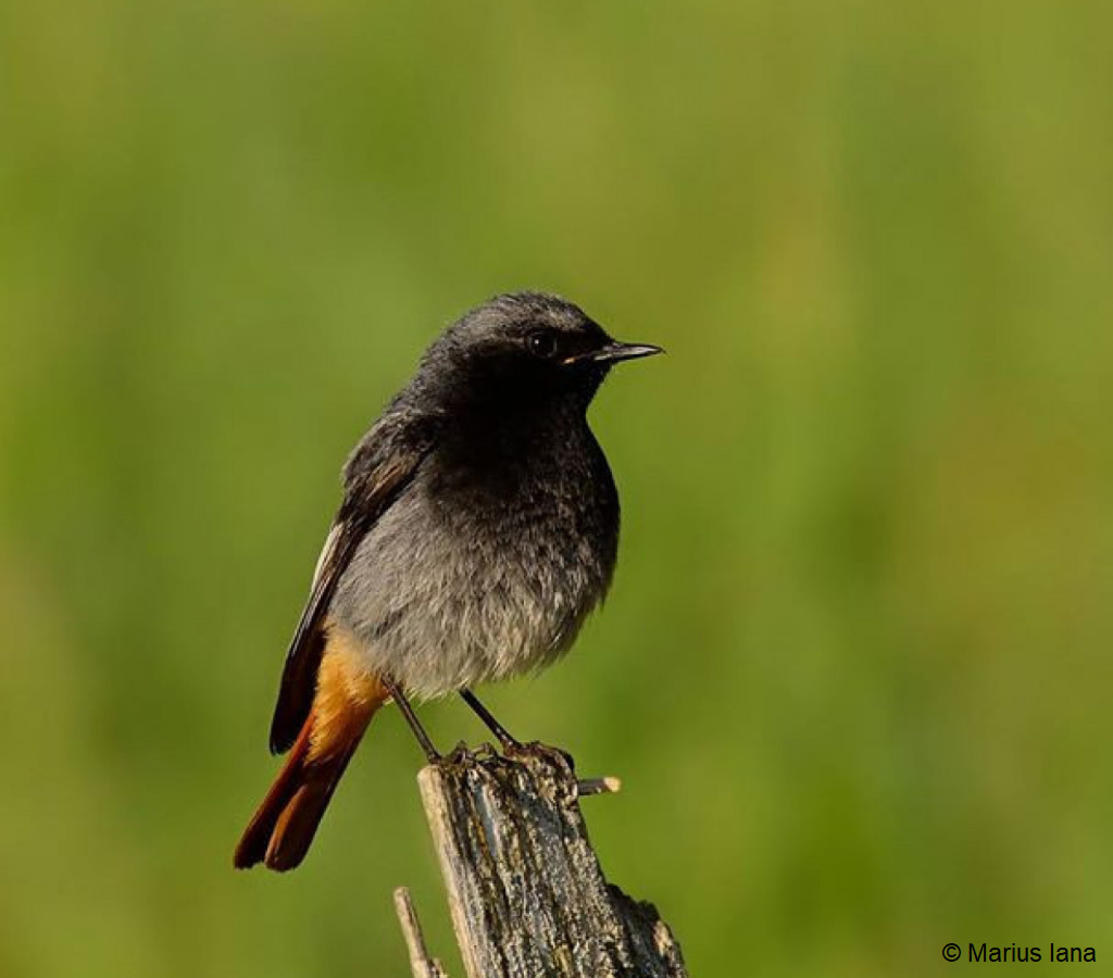 Păsările lunii mai - Codroșii și mărăcinarii • Societatea Ornitologică ...