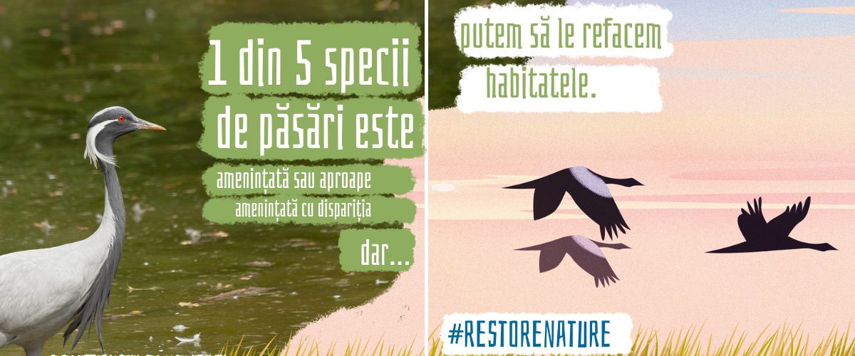 Motive • Societatea Ornitologică Romană