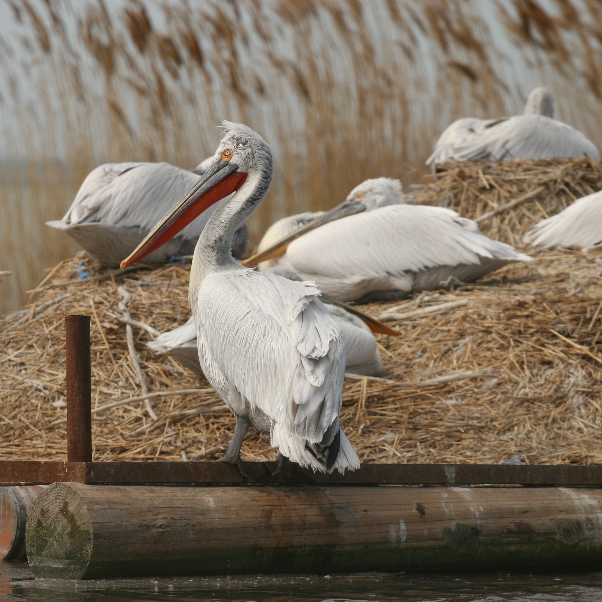 Birds in Europe 4: cea mai recentă evaluare a stării păsărilor din Europa • Societatea ...