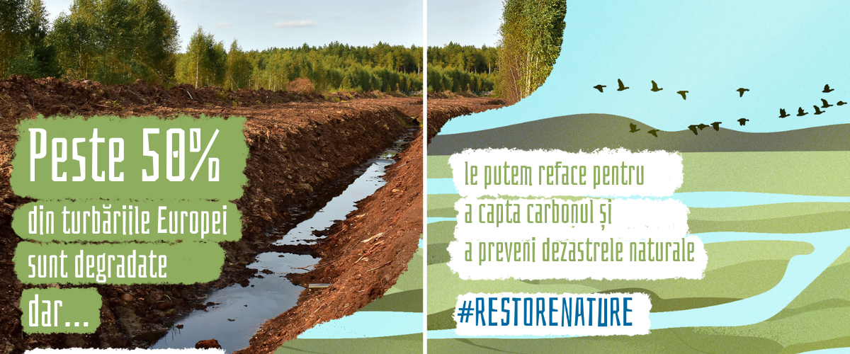Motive • Societatea Ornitologică Romană