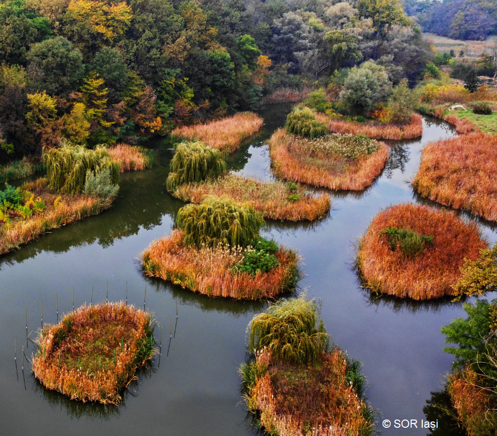 Pădurea și lacurile Ciric pot deveni o Arie Naturală Urbană • Societatea Ornitologică Romană
