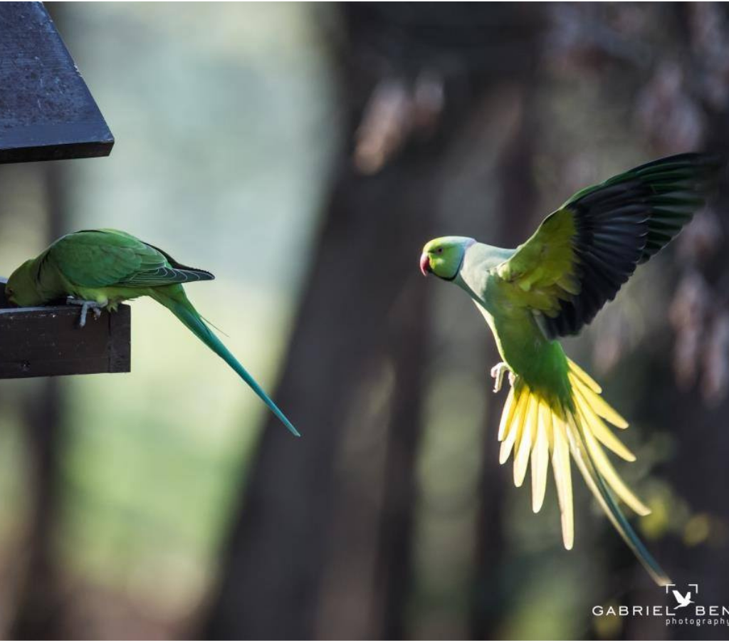Unde vedem papagali în România? • Societatea Ornitologică Romană