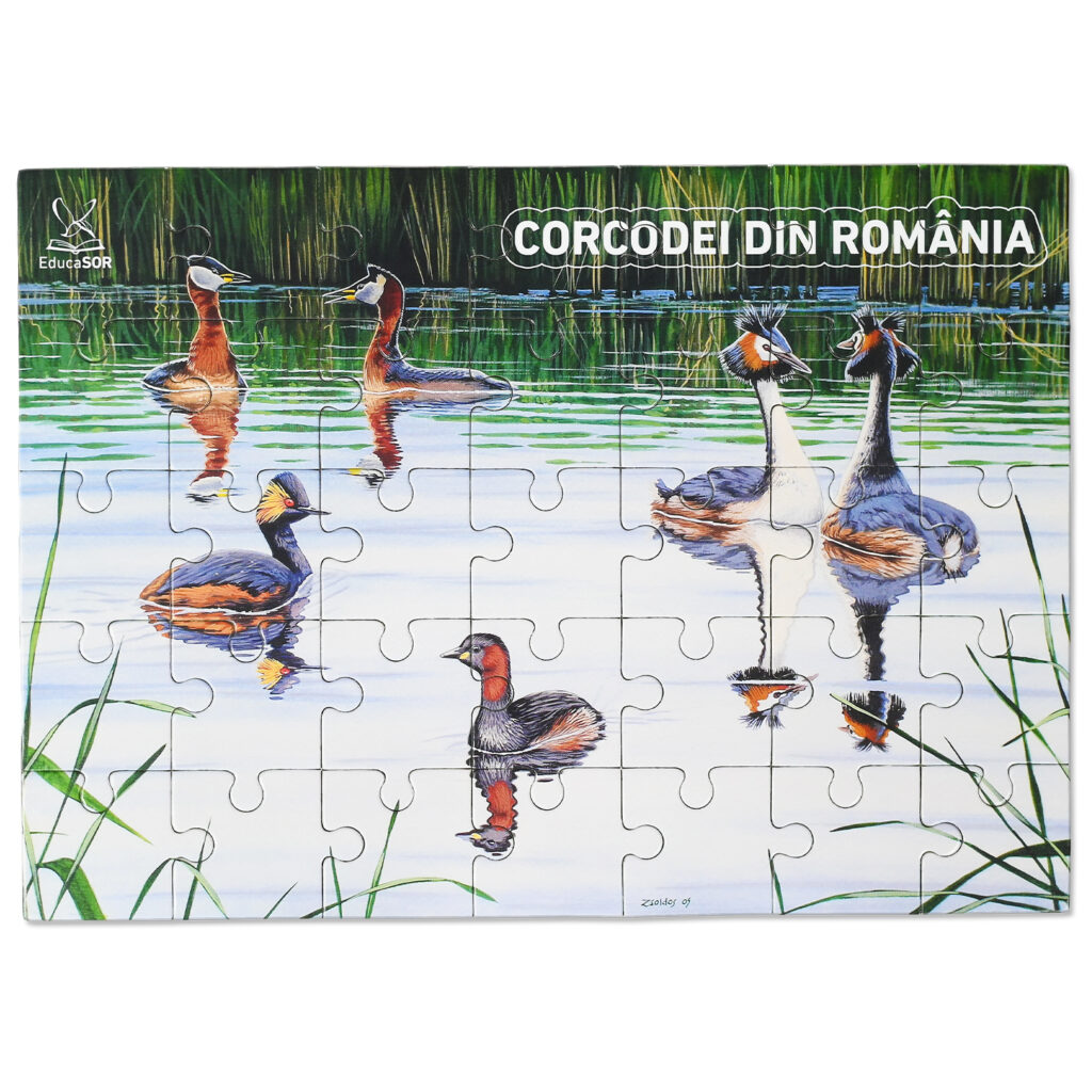 Puzzle Corcodei din România • Societatea Ornitologică Romană