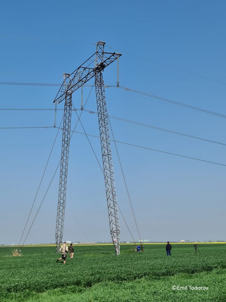 Cuiburi artificiale noi pentru șoimii dunăreni din Dobrogea ...