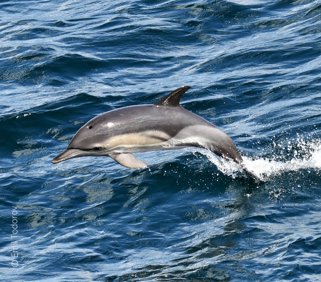 Vedeta Mării Negre: delfinul comun • Societatea Ornitologică Romană