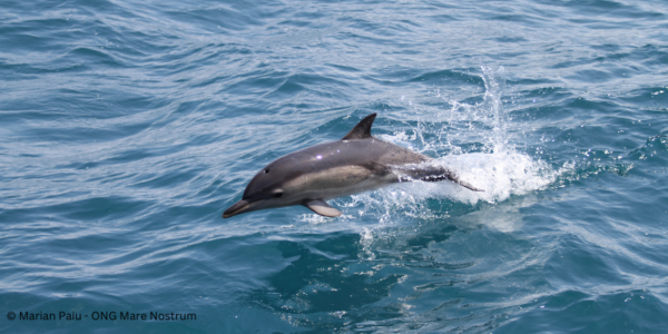 Vedeta Mării Negre: delfinul comun • Societatea Ornitologică Romană