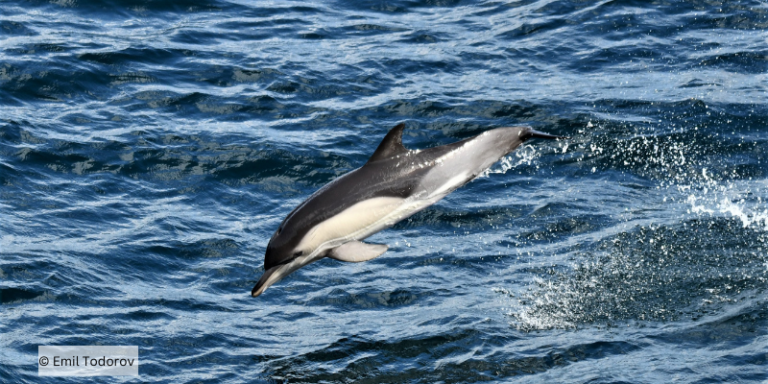 Vedeta Mării Negre: delfinul comun • Societatea Ornitologică Romană