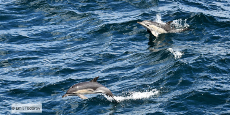 Vedeta Mării Negre: delfinul comun • Societatea Ornitologică Romană