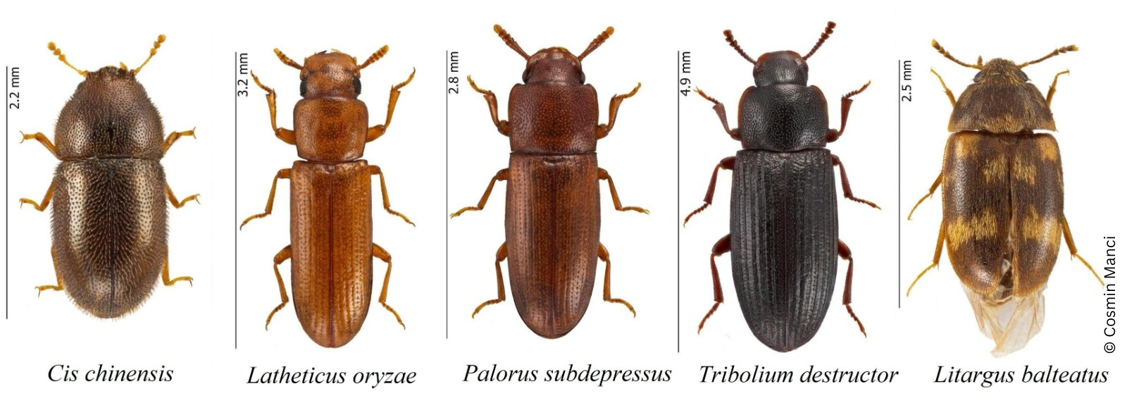 Globalizarea aduce noi specii în România: cinci coleoptere ...