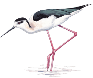 Păsări acvatice • Societatea Ornitologică Romană