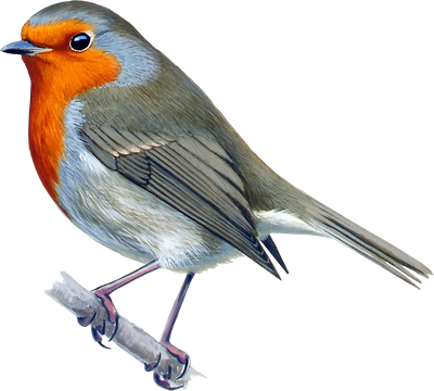 Păsări comune în păduri • Societatea Ornitologică Romană