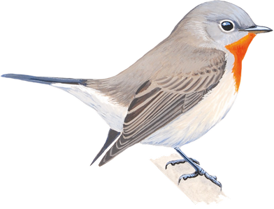 Păsări comune în păduri • Societatea Ornitologică Romană