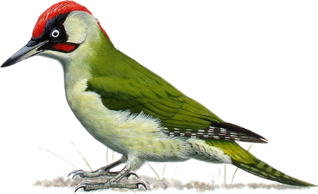 Păsări comune în păduri • Societatea Ornitologică Romană