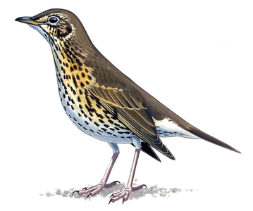 Păsări comune în păduri • Societatea Ornitologică Romană